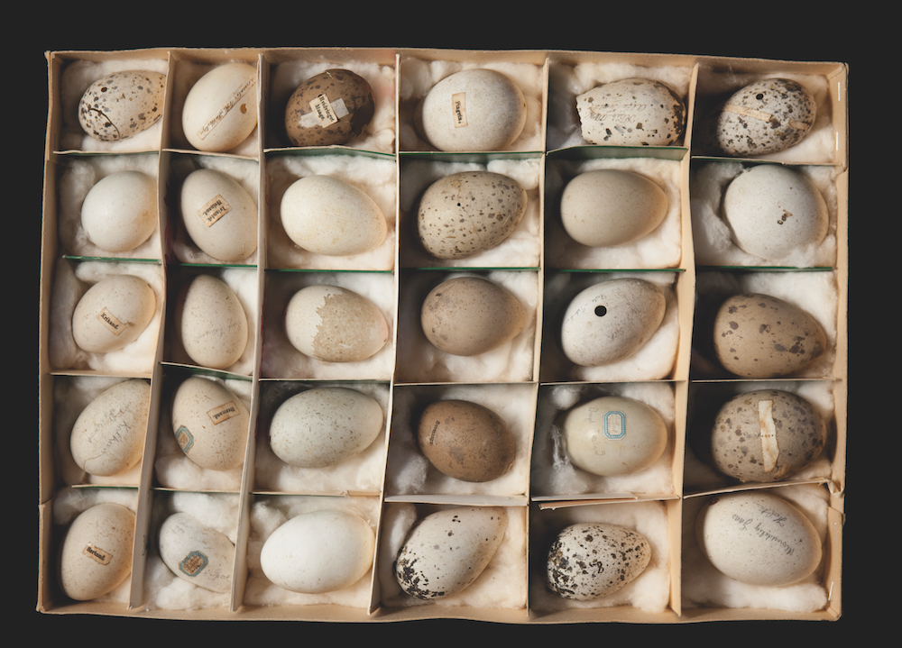 Danish Egg Collection – Te Manawa Museum Society
