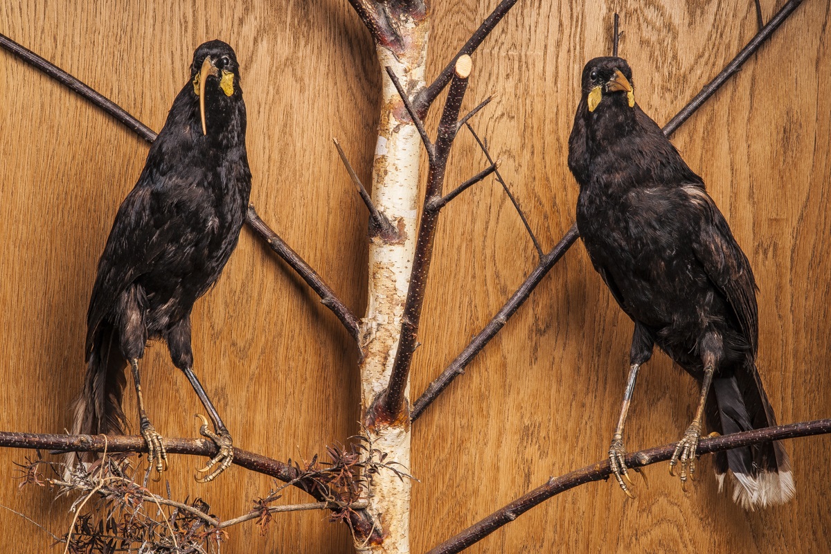 Huia Cabinet – Te Manawa Museum Society